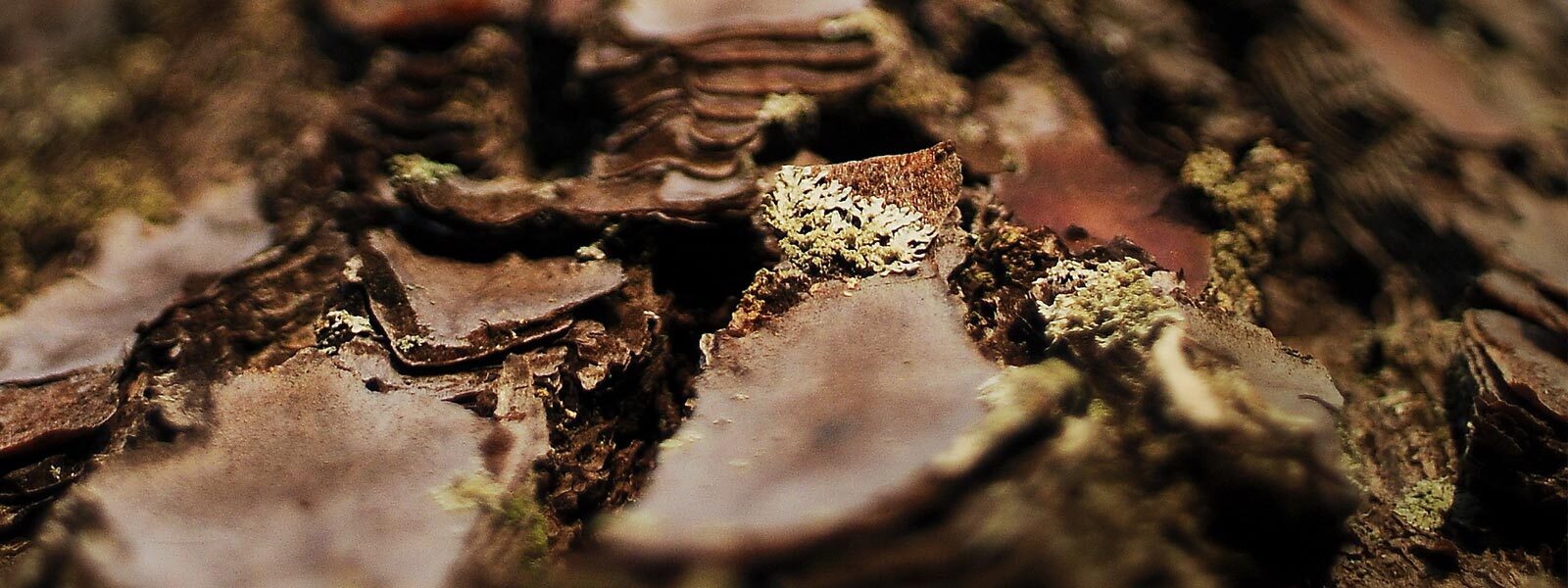 Pycnogenol®: Study: Pycnogenol® Shown to Improve Hair Density in ...